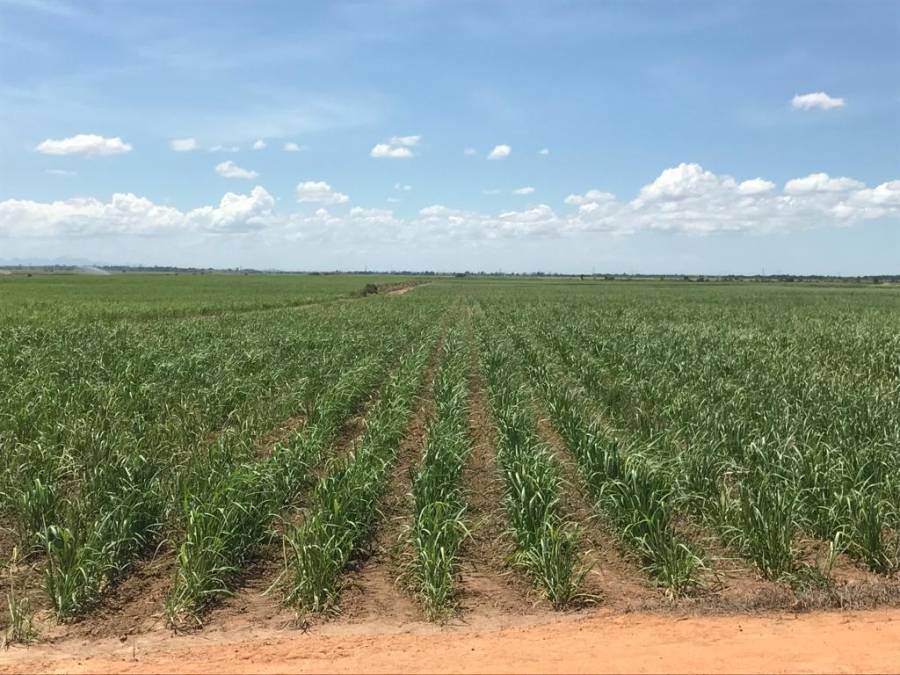 Grupo sem-terra planeja ocupação de fazendas em Campos - Portal Ururau ...