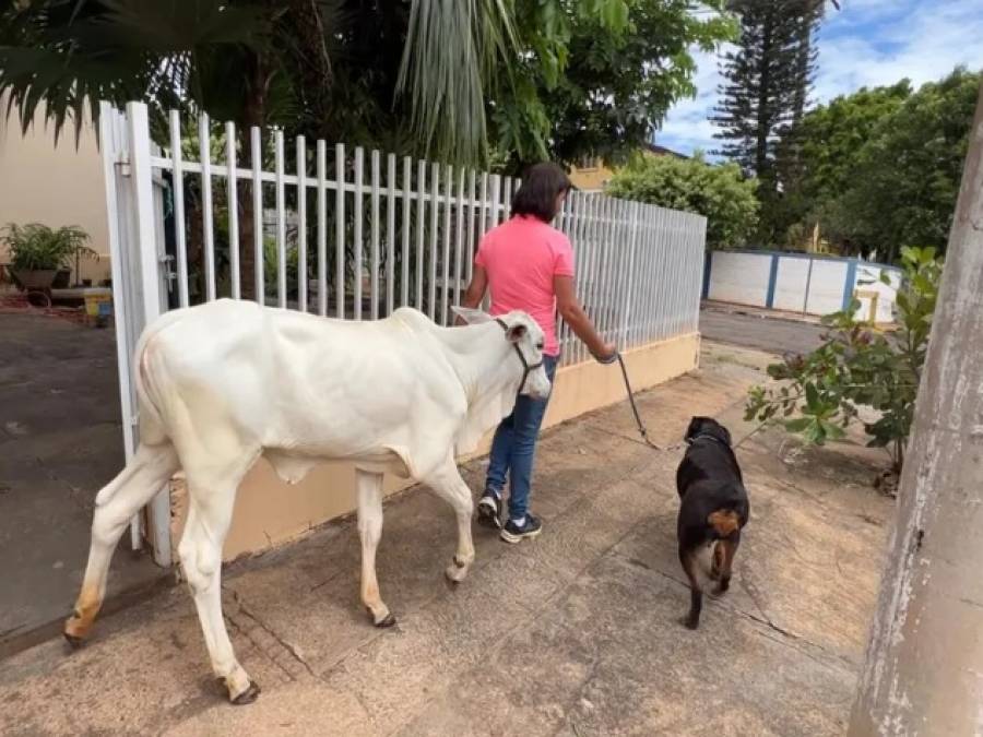 Com direito a documentos, roupas e passeios, bezerra é criada como ...