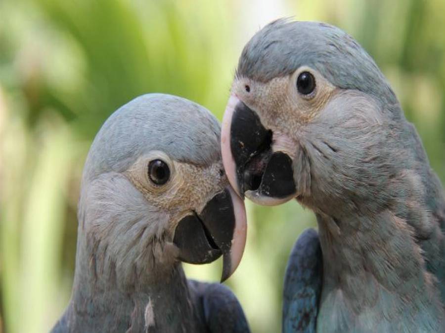 Reintrodução da ararinha-azul na natureza deve começar no ano que vem ...