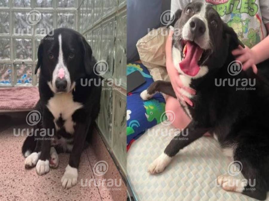 Emocionante: Conheça a história de Max, cachorro devolvido a abrigo ...