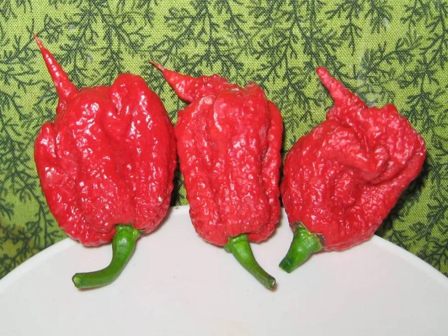 'Dolorosamente quente': conheça Carolina Reaper, a pimenta mais ardida ...