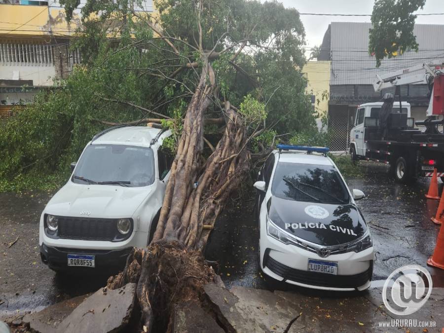 Temporal causa estragos em Campos: árvores foram derrubadas e ruas ...