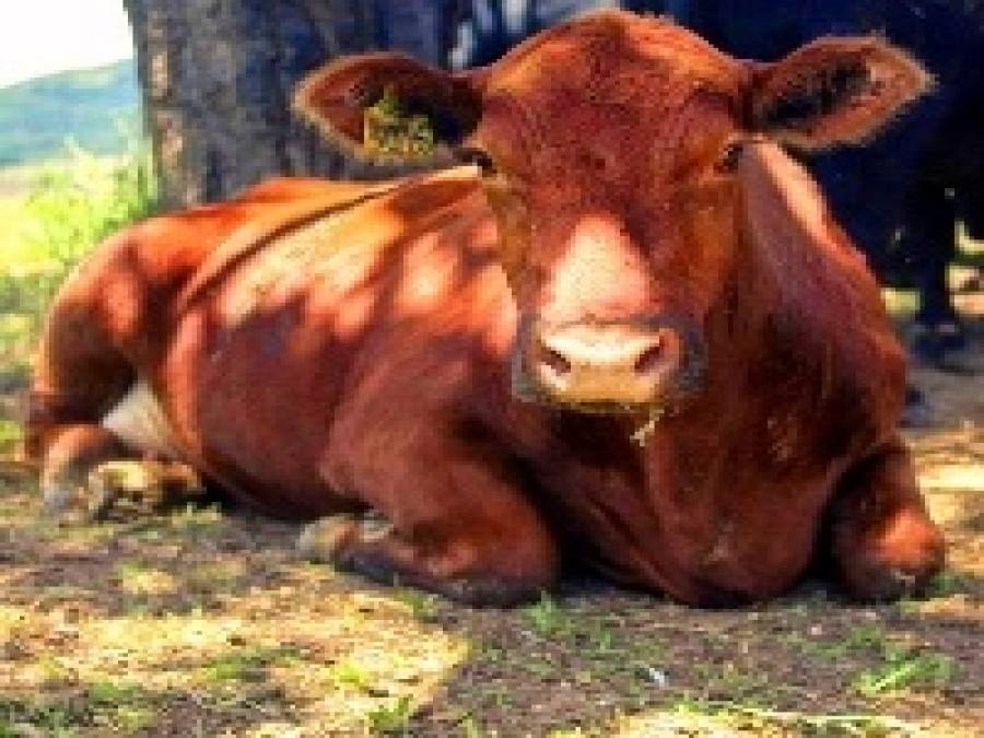 Coronavírus bovino (BCov) é diferente do vírus da Covid-19 - Portal ...