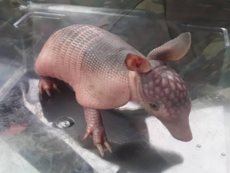 Filhote de tatu-galinha resgatado pelo GAM em SFI - Portal Ururau ...