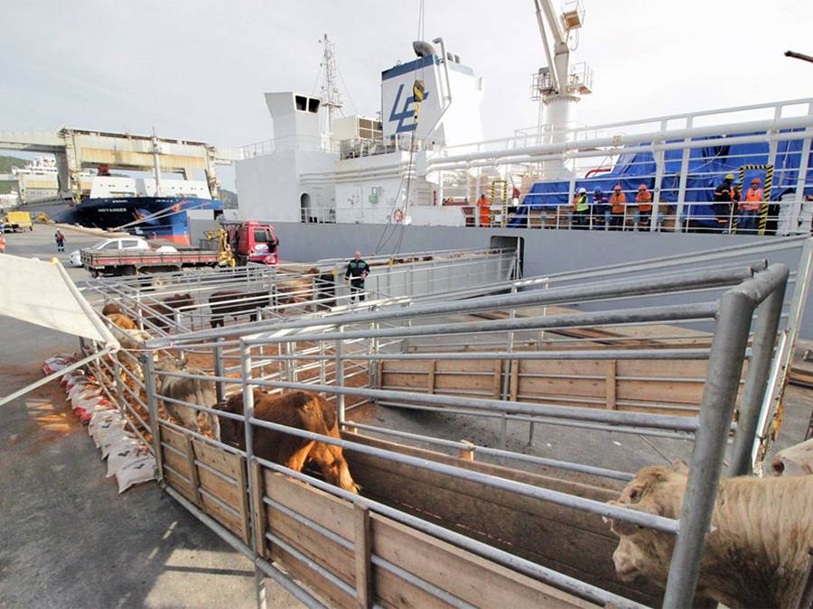 Exportação de gado vivo cresce, Rio de Janeiro aposta no Porto do Açu ...