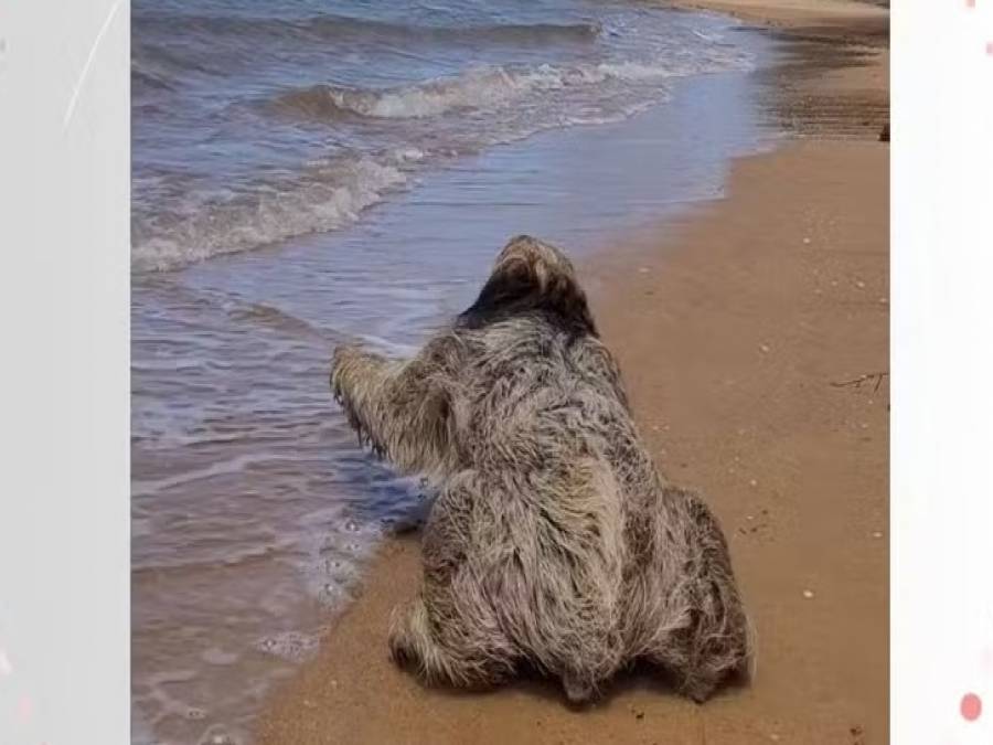 Bicho-preguiça é flagrado tomando banho de mar em praia do Espírito ...