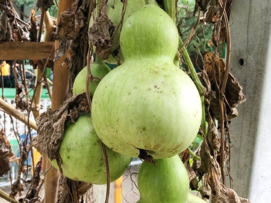 Porongo Campero, conheça o fruto que dá origem às cuias de chimarrão e ...