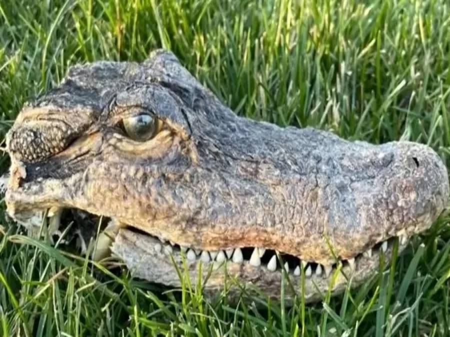Gato acha cabeça de jacaré no quintal e leva de 'presente' para os ...