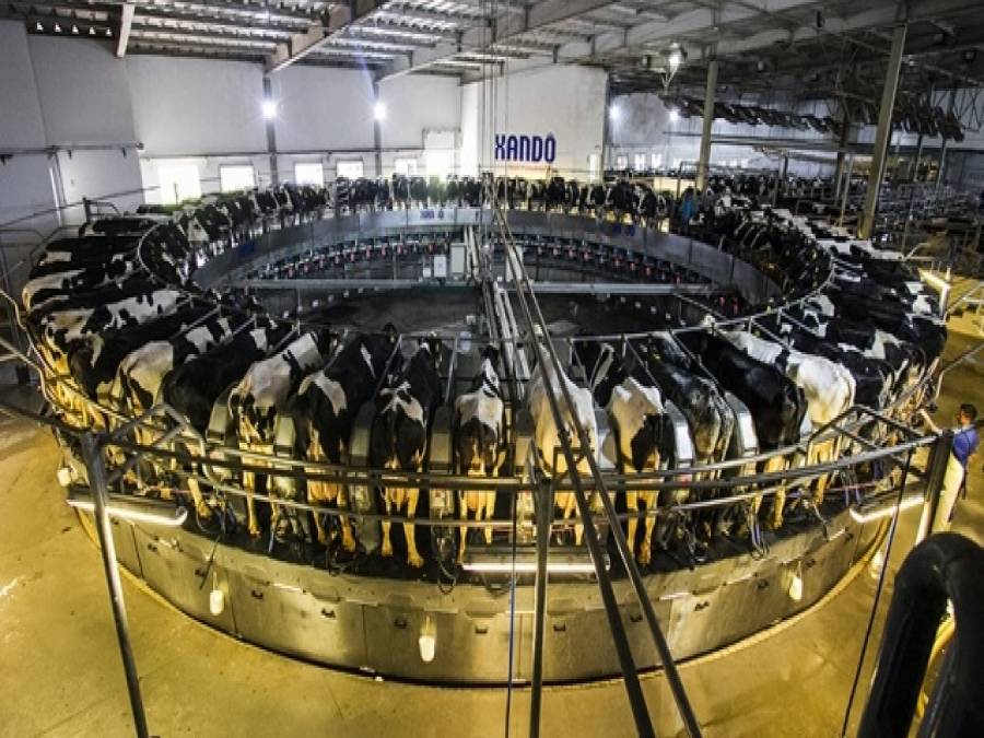 Em duas décadas, produção das 100 maiores fazendas de leite do país ...