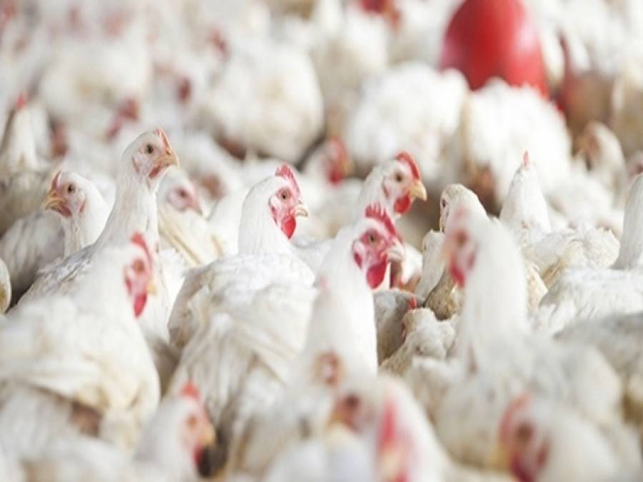 Desempenho do frango vivo na terceira semana de outubro - Portal Ururau ... Desempenho do frango vivo na terceira semana de outubro - Portal Ururau ...