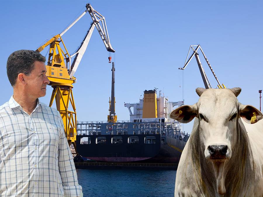 Porto do Açu avança para se tornar referência na exportação de gado ...